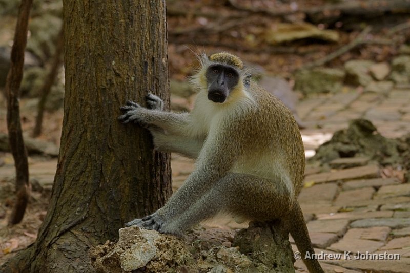 portfolio/Pictures of the camera-friendly island paradise of Barbados ...